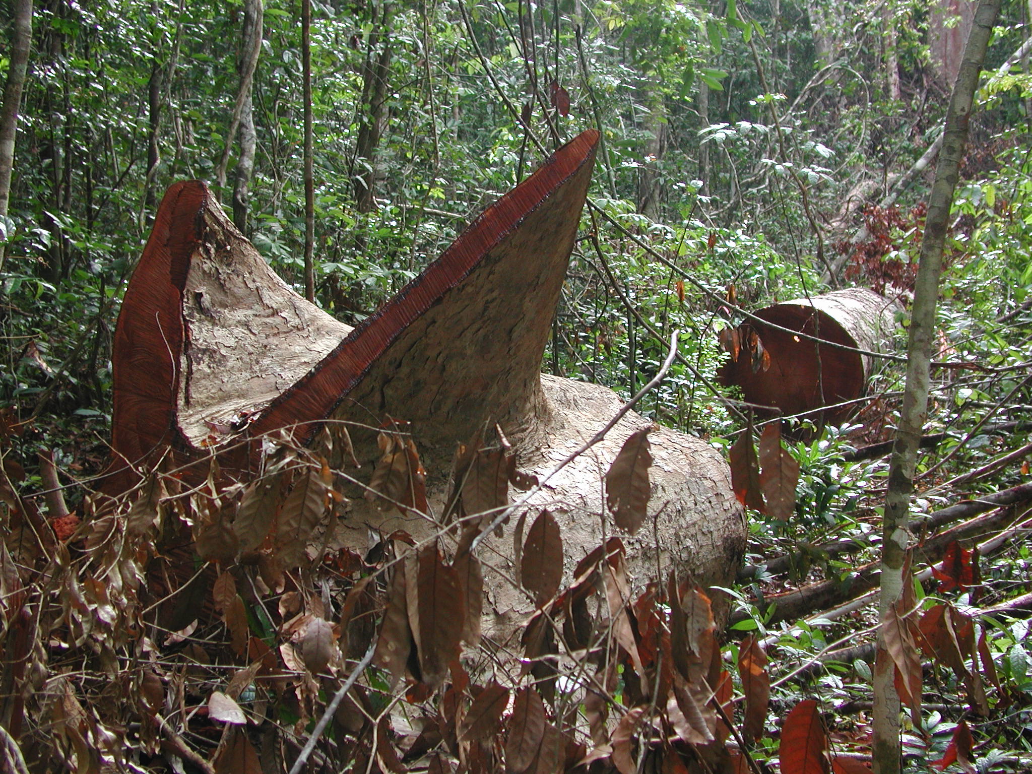 About | Prey Lang Community Network